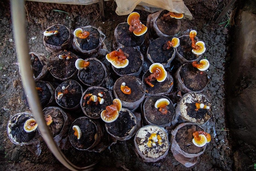 UN official says Chinese Juncao technology holds key potential to ...