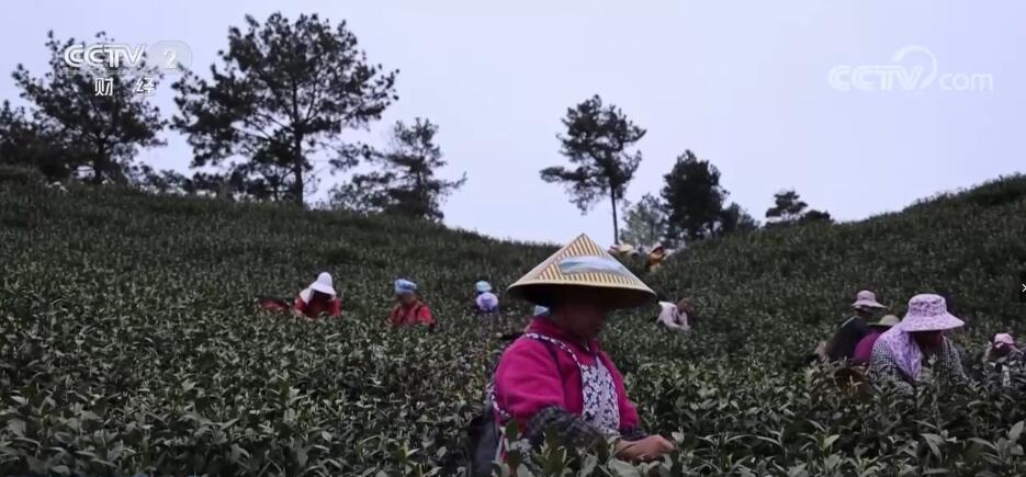 贵州平塘明前春茶进入采摘旺季 优惠政策吸引数千名职业采茶人 - 西部网（陕西新闻网）