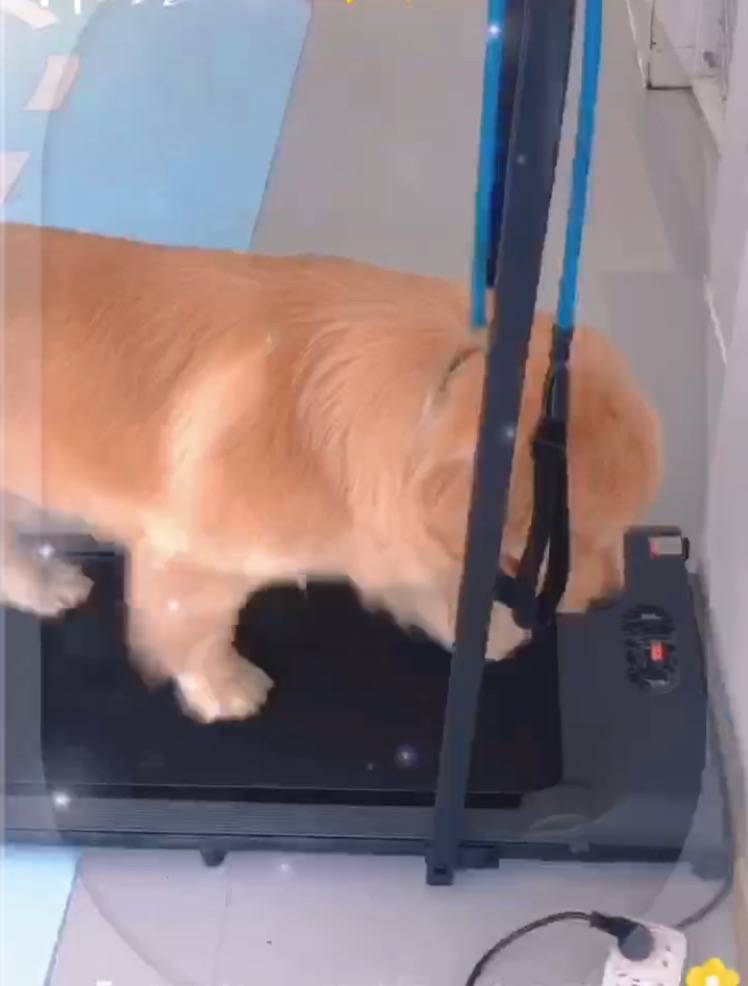 每月4000元“一对一”给宠物减肥 值吗？ - 西部网（陕西新闻网）