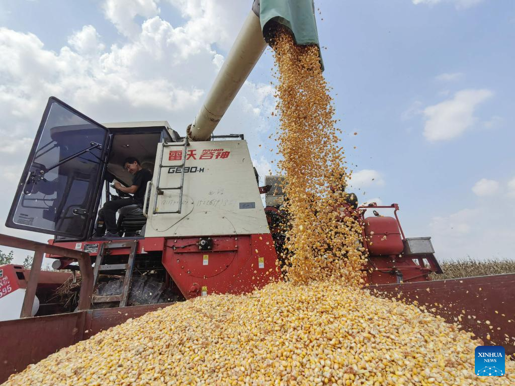 Autumn harvest in full swing across China - 西部网（陕西新闻网）