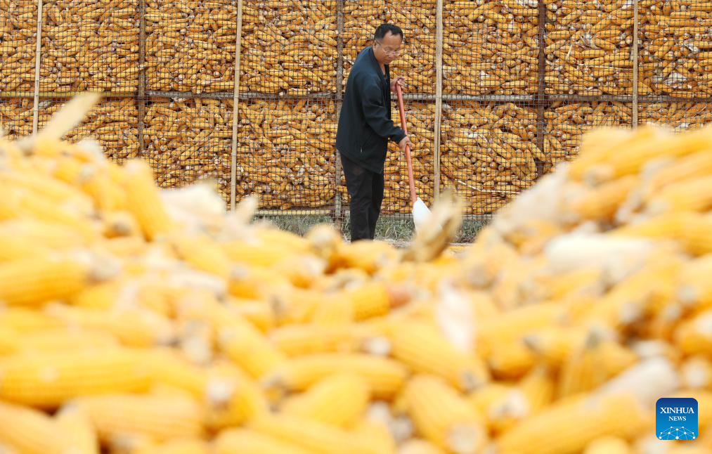 Autumn harvest in full swing across China - 西部网（陕西新闻网）