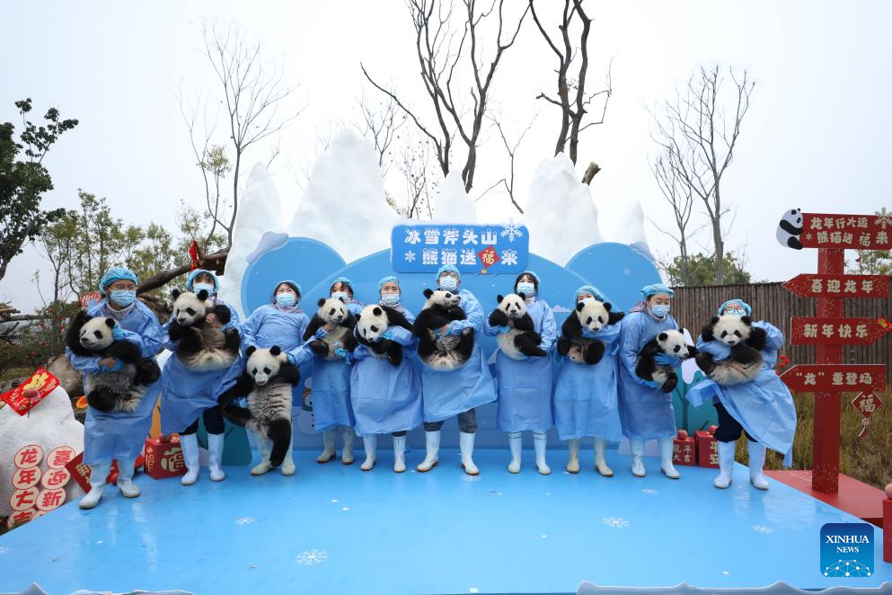 Giant panda cubs make group appearance at breeding bases in Sichuan ...