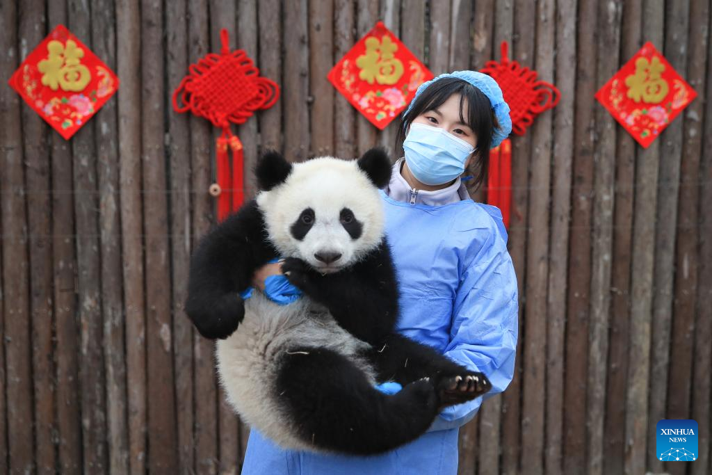 Giant panda cubs make group appearance at breeding bases in Sichuan ...