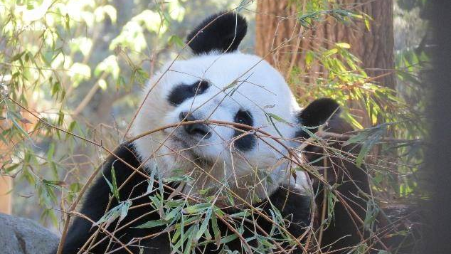 5只旅居西班牙的大熊猫于今日启程回国 - 西部网（陕西新闻网）