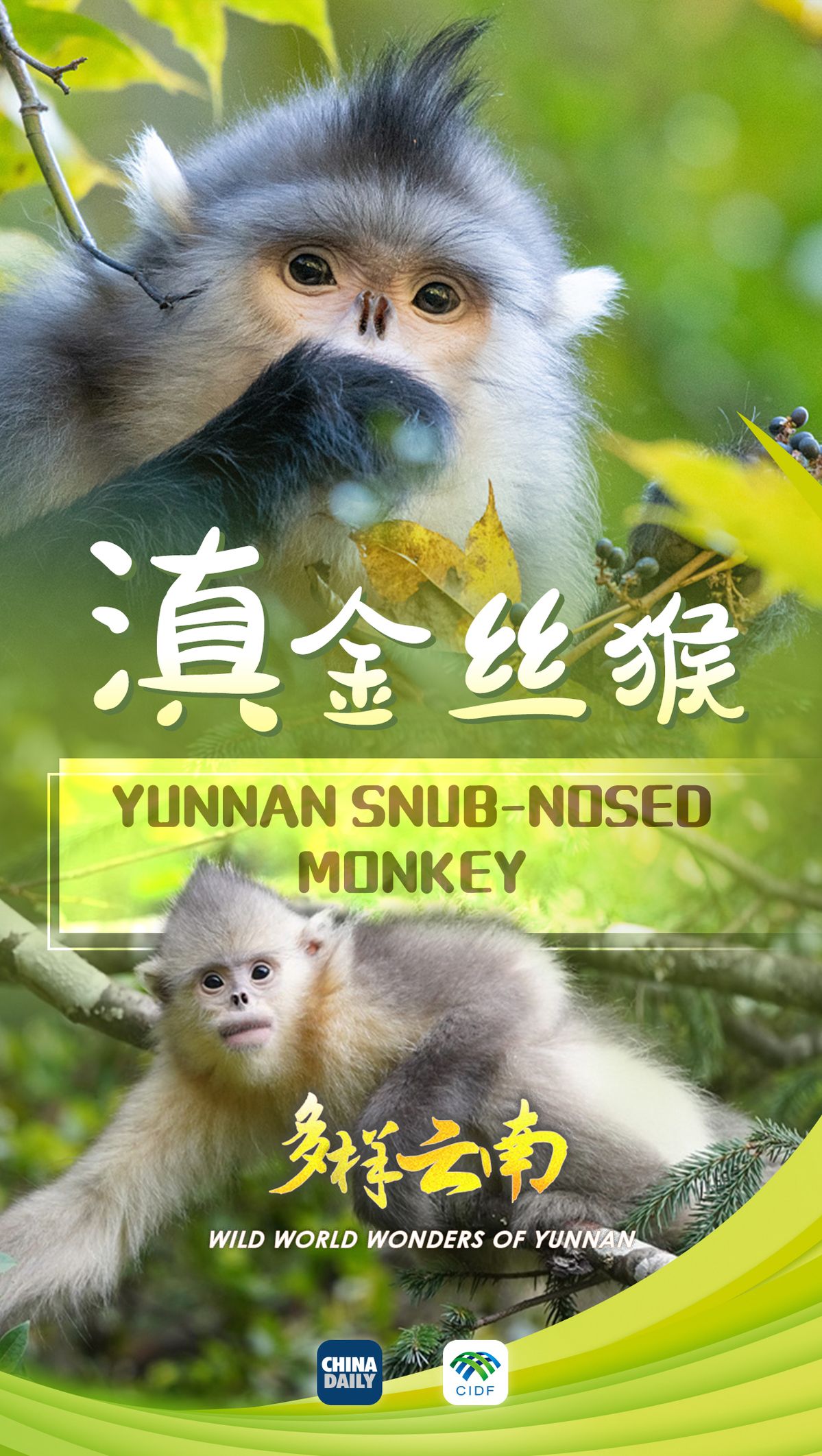 Explore Yunnan's wildlife treasures - 西部网（陕西新闻网）